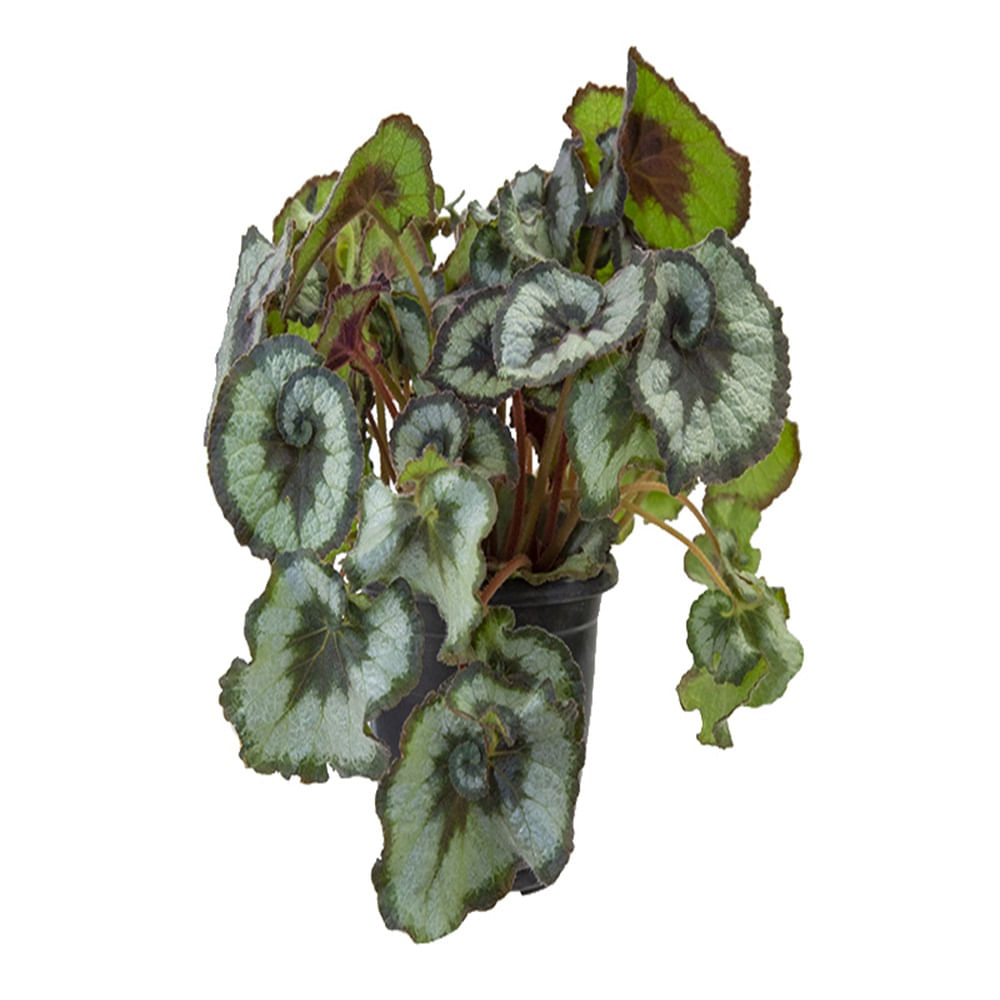 Vaso Begonia Caracol