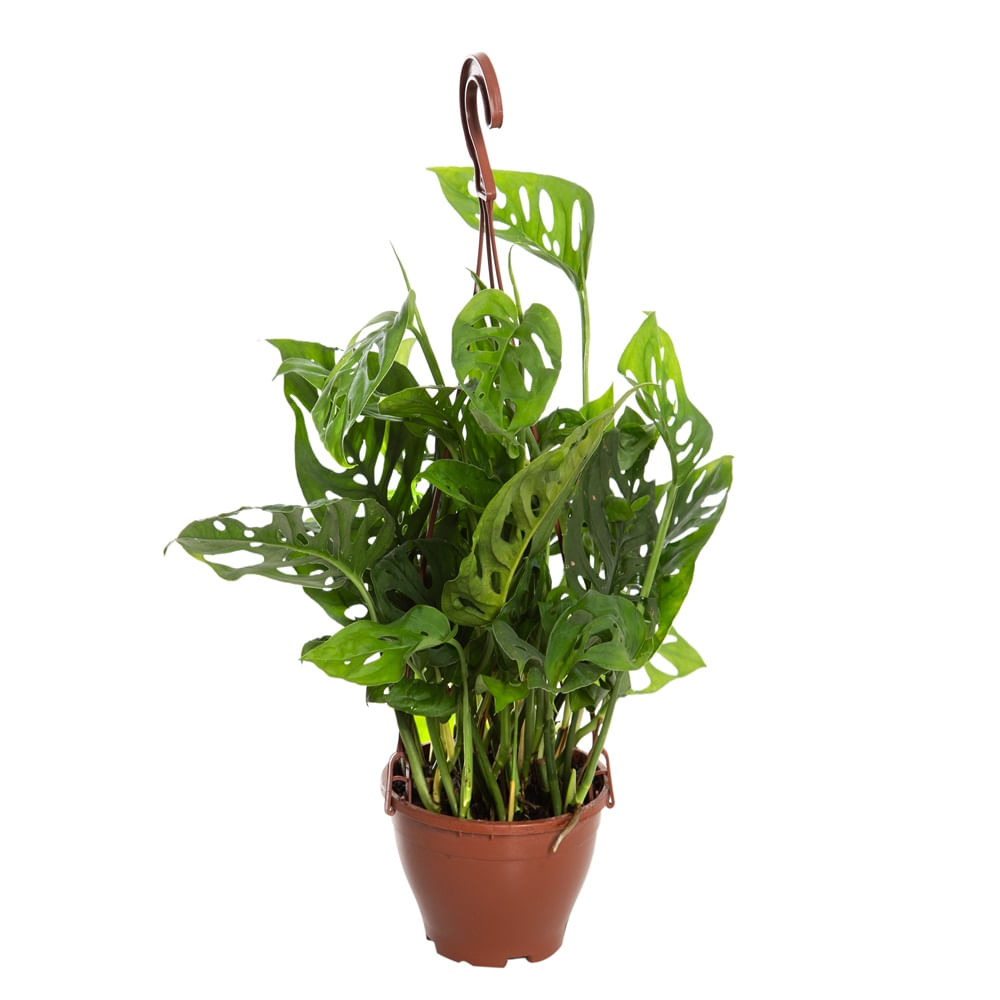 Vaso Monstera Acuminata C13